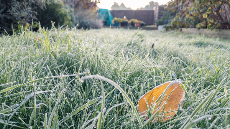 Common Winter Weeds And How To Easily Get Rid Of Them