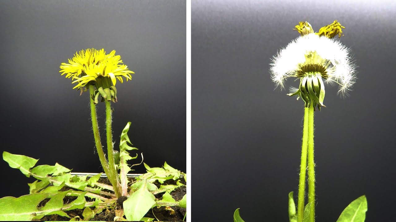From flower to seed: Dandelion timelapse in 1 week