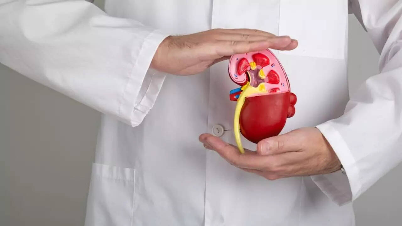 Kidney health: Scientists FINALLY found a ‘simple’ way to reverse ...