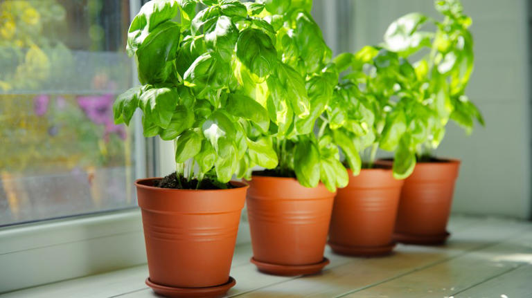 How To Grow Basil Indoors So You Can Enjoy It All Year Long