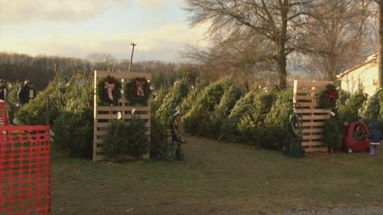 Find your perfect Christmas tree at Rochester-area farms