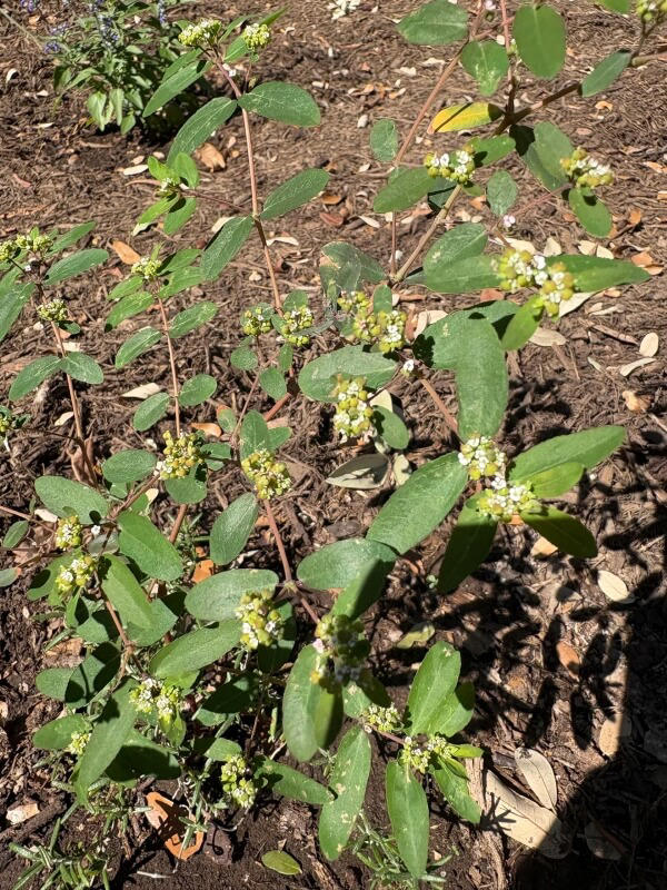 Homeowner warned after sharing photos of mysterious growth in garden ...