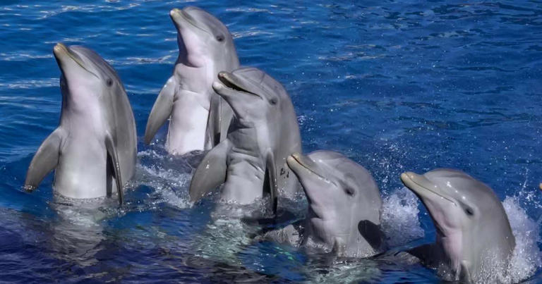 New study links Amazon lake's record 106°F temperature to mass dolphin ...