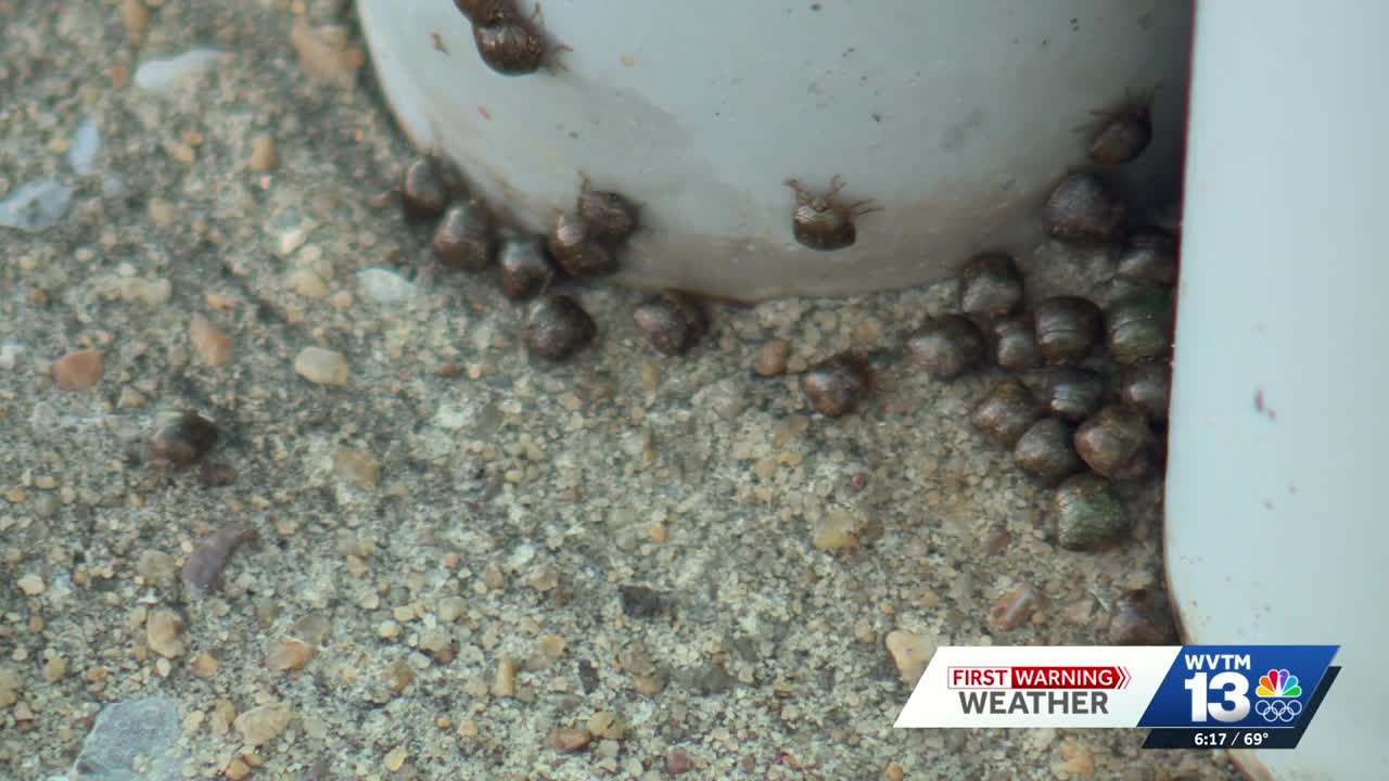 Kudzu Bugs: Stink bugs return to Alabama
