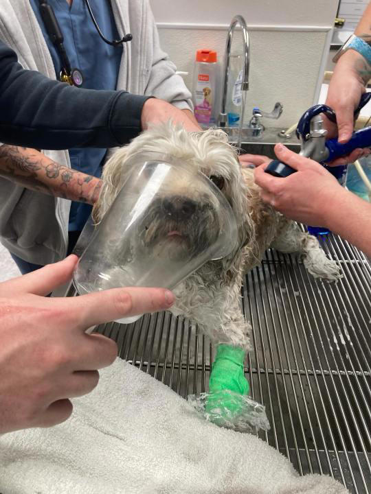 Responders rescue dog from Clearwater house fire