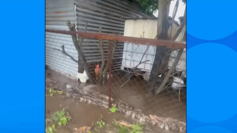 New horned 'devil' bee discovered by scientist in WA