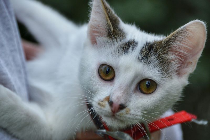 Beautiful Cat Breeds You Rarely See Outside Of Europe