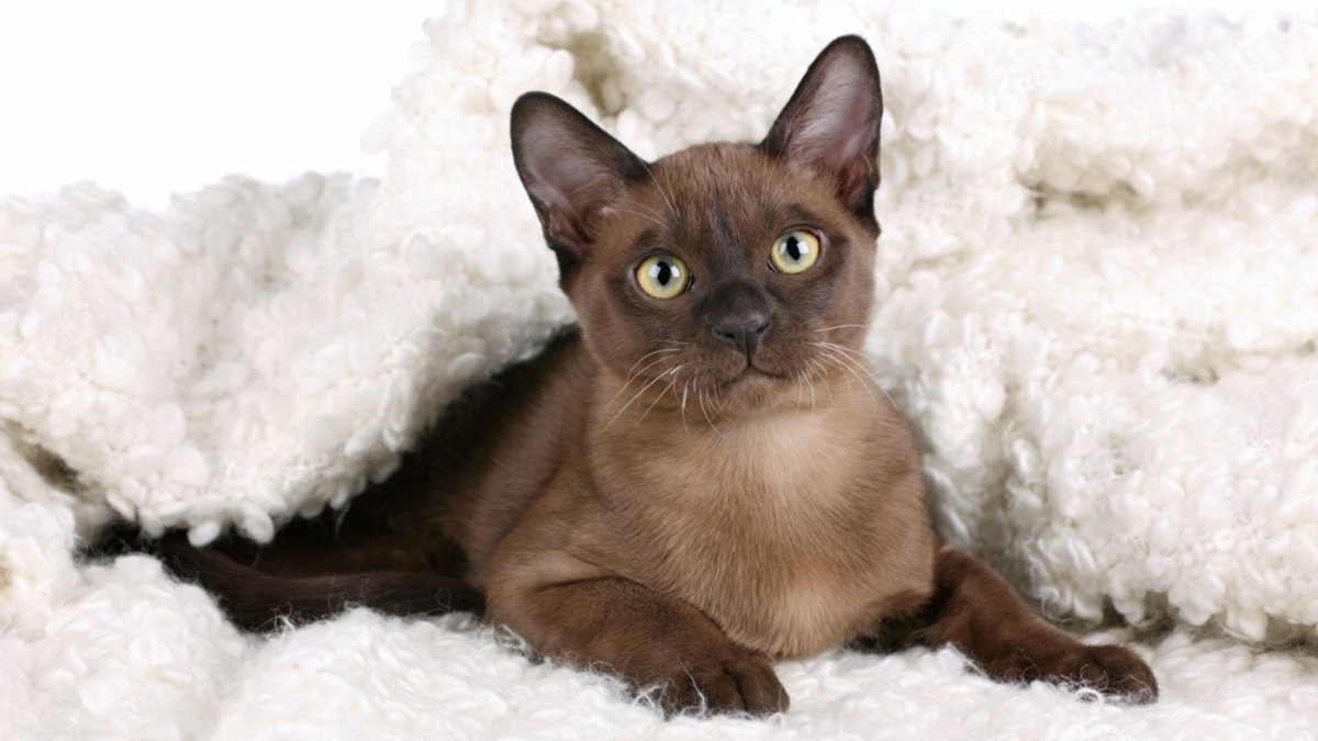 Experts say these 13 cat breeds can live longer