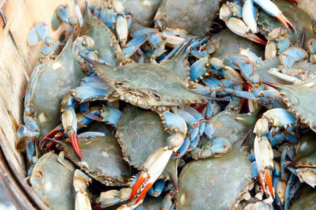 Experts turn crab species putting entire fishing industry at risk into ...