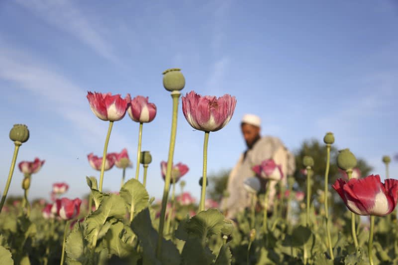 CIA Hatched a Unique Plot to Disrupt Afghan Opium