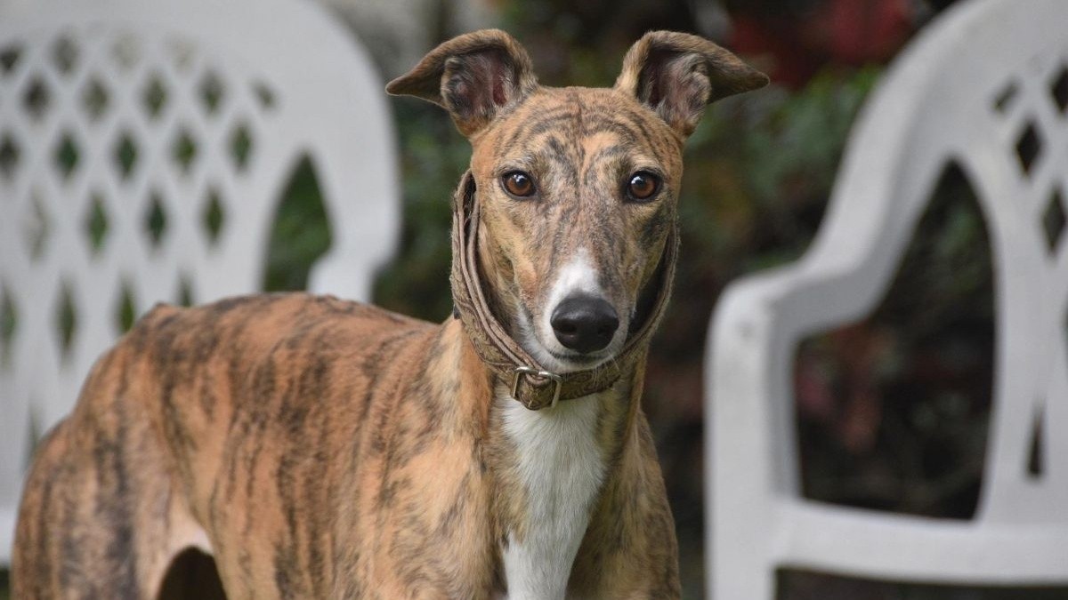 7 dogs that can be left alone at home (and 6 breeds you should never ...