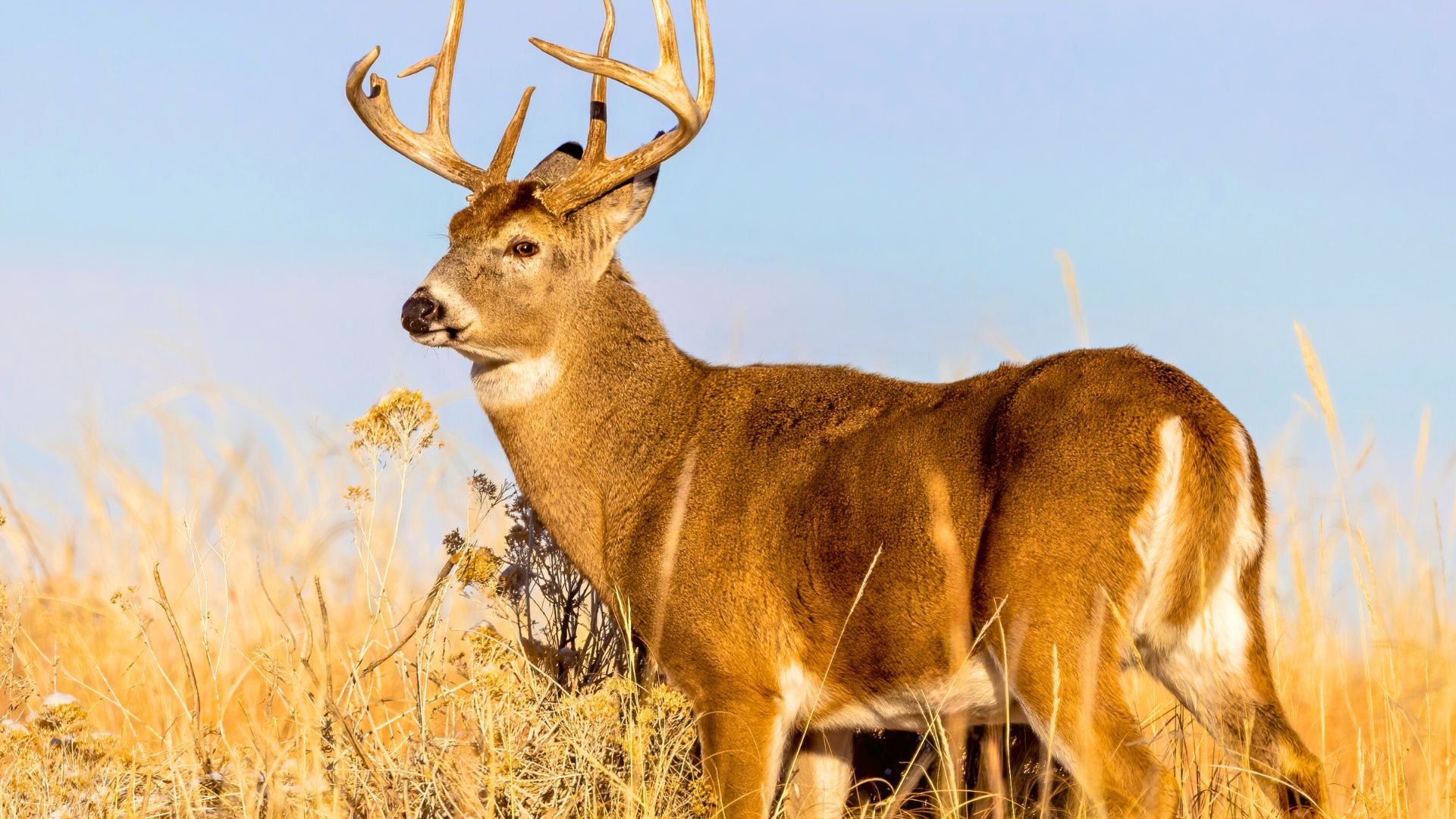 Missouri locked in 2026–27 deer and turkey dates — the youth-week shift ...