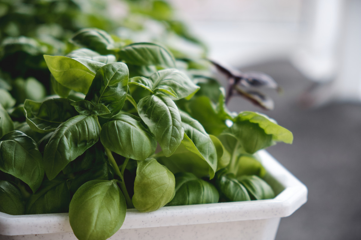 Want Fresh Basil Year-Round? Here’s How to Grow It Indoors