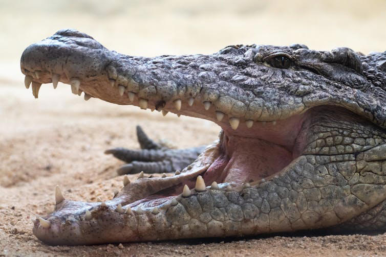 Why do people have baby teeth and adult teeth?