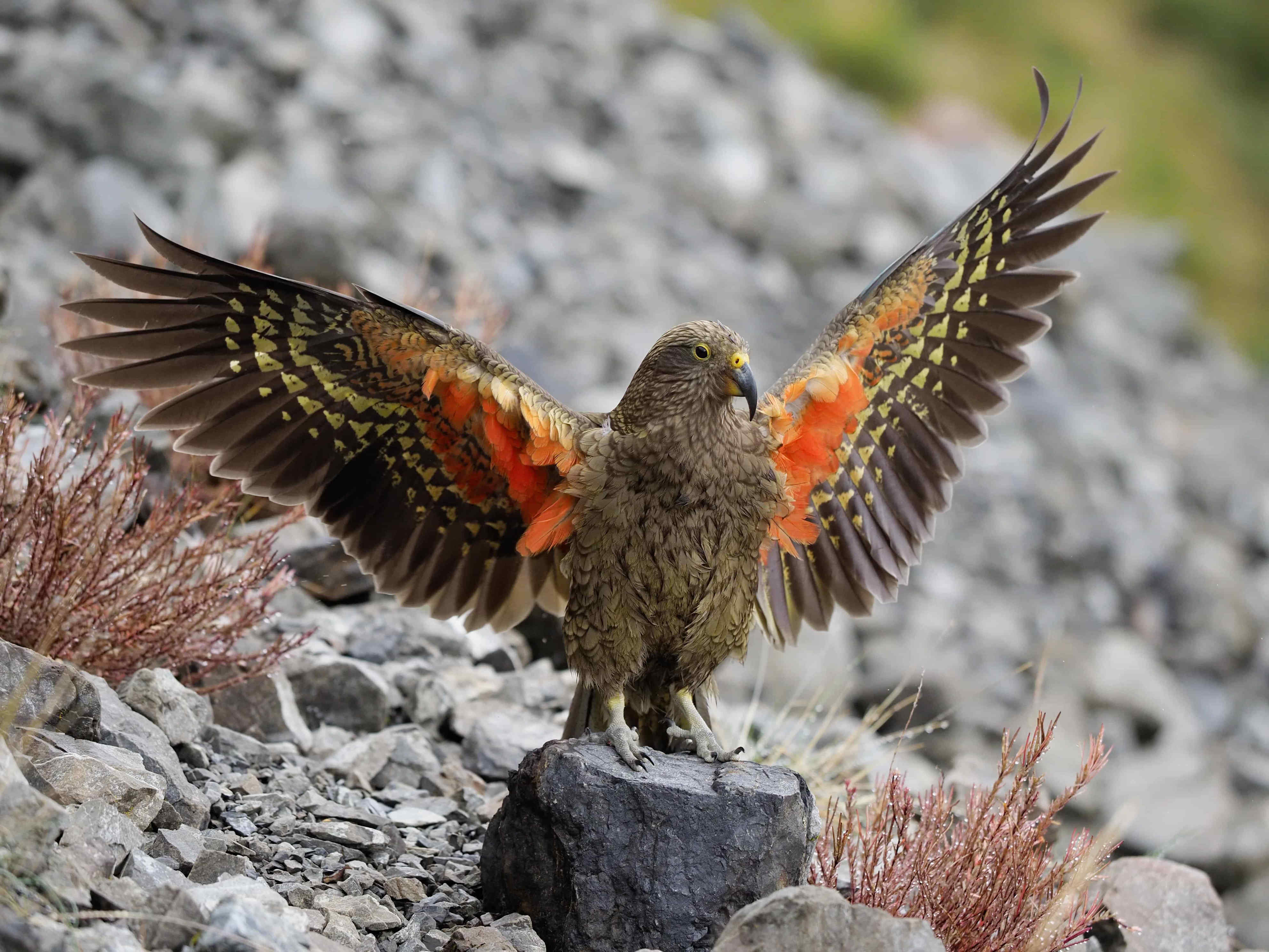 The Animals That Use Tools, Some Better Than Humans