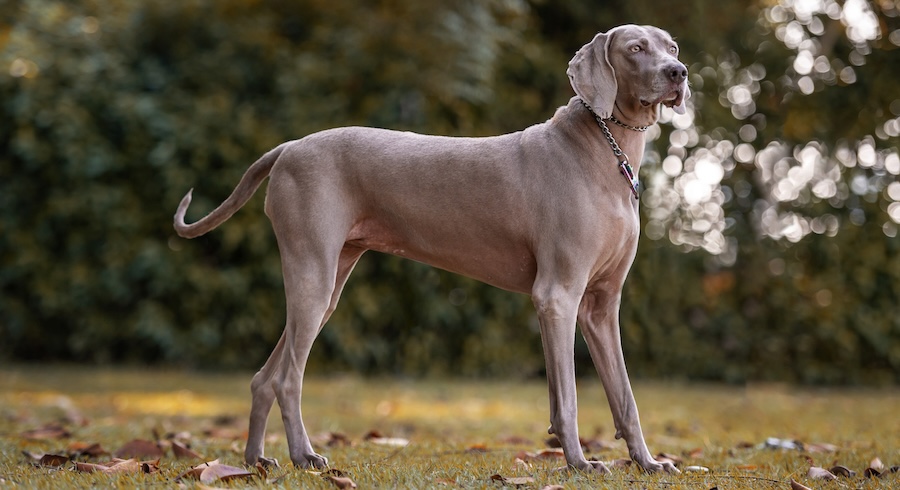 Weimaraner: storia, caratteristiche e curiosità sulla nobile razza del ...