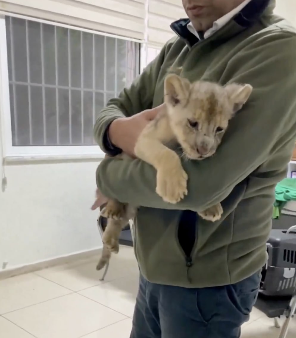 Newborn African lion cub rescued from Istanbul smugglers