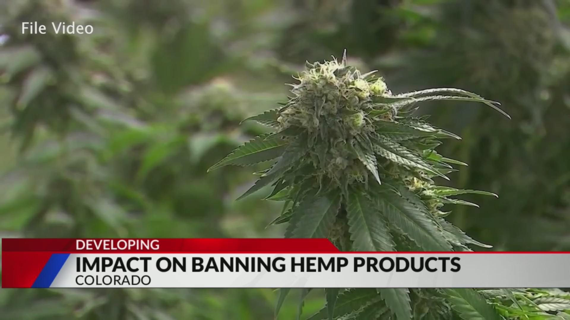 Impact on banning hemp products