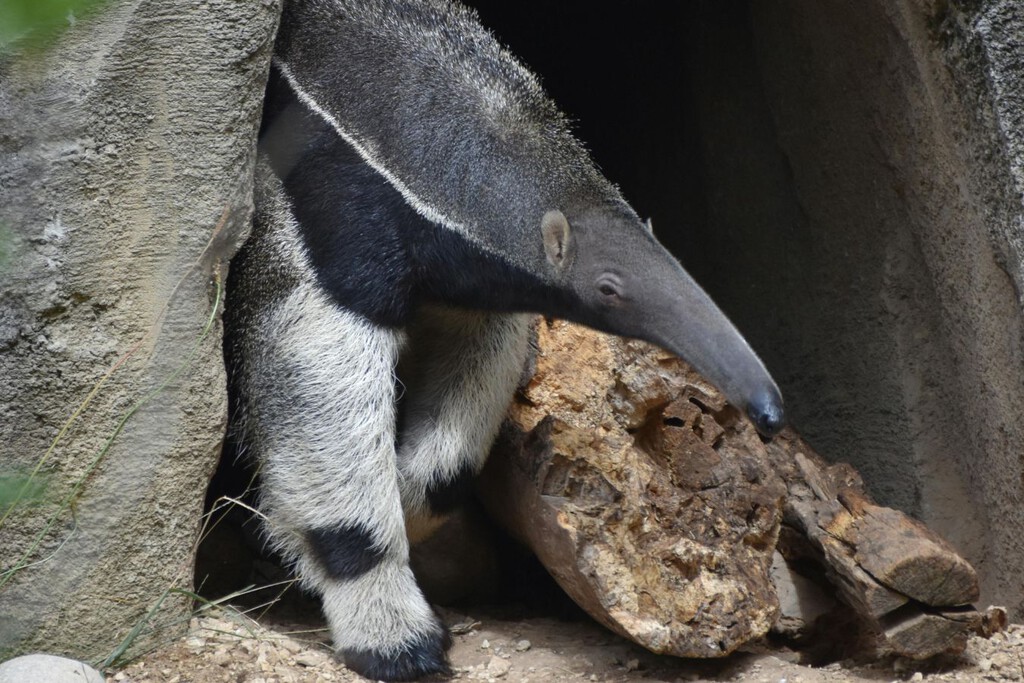 La naturaleza ya creó el mismo animal 12 veces durante los últimos 66 ...