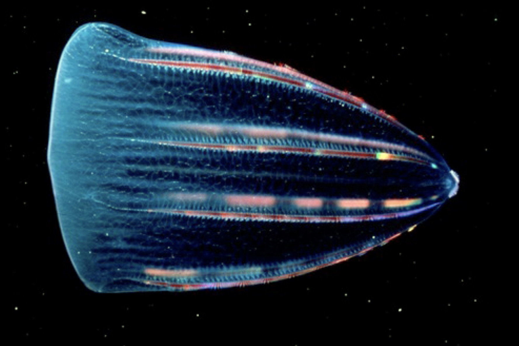 Mesmerizing Otherworldly Deep Sea Fish, AKA Aliens