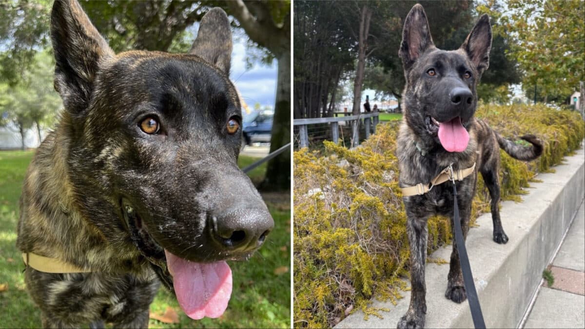 Jude is a Bouncy Rock Star with a Happy Heart