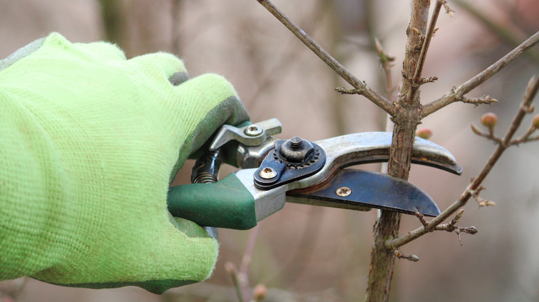 How To Fix And Tighten Loose Pruning Shears