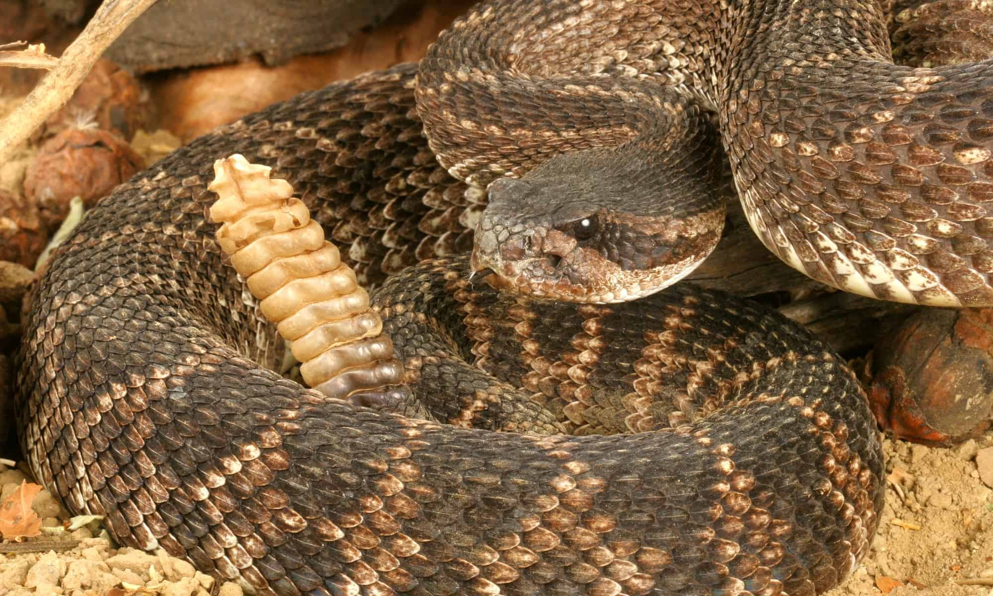 West coasters beware: These snakes only live here