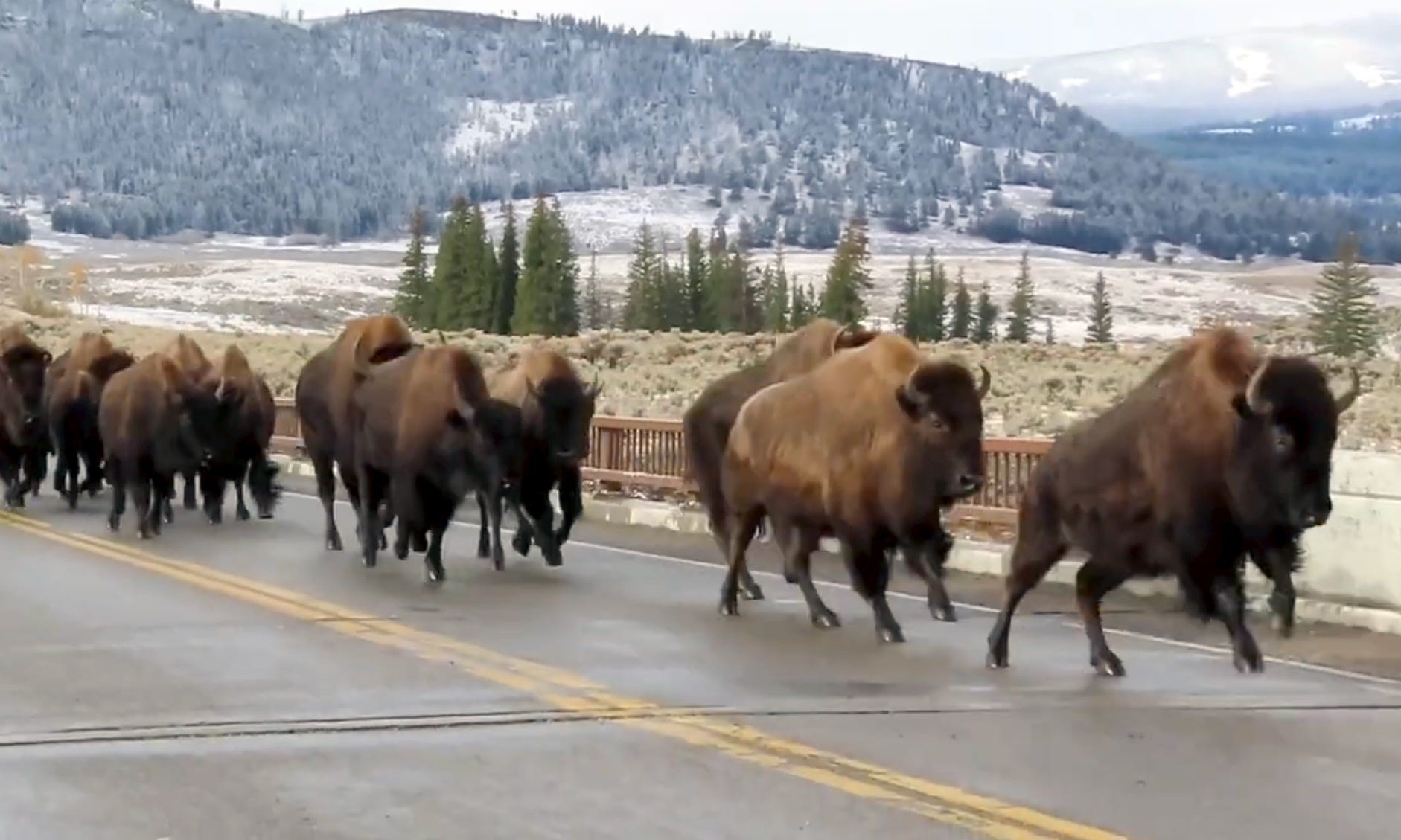Watch: Yellowstone tourist perfectly predicts bison bridge crossing