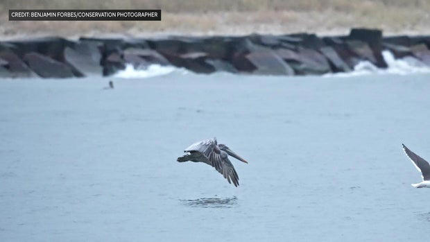 Brown pelican sightings in NYC could mean the southern birds are here ...