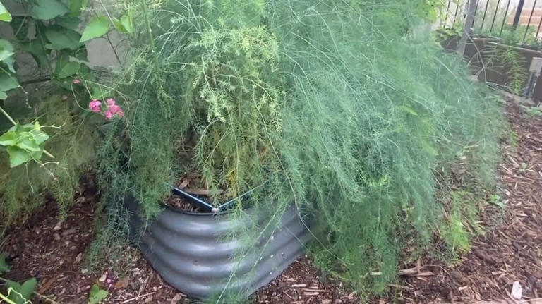 How To Successfully Grow Asparagus In Your Container Garden