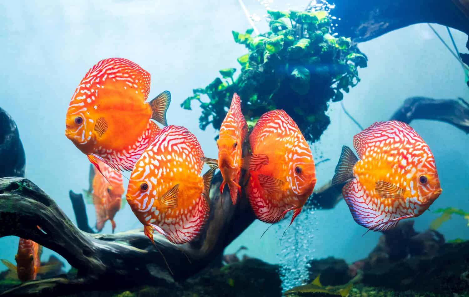 Eliminate Aquarium Algae With These Natural Methods
