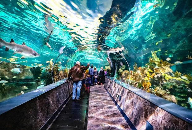 73 Fun Things To Do in Gatlinburg and Pigeon Forge, Tennessee with Kids