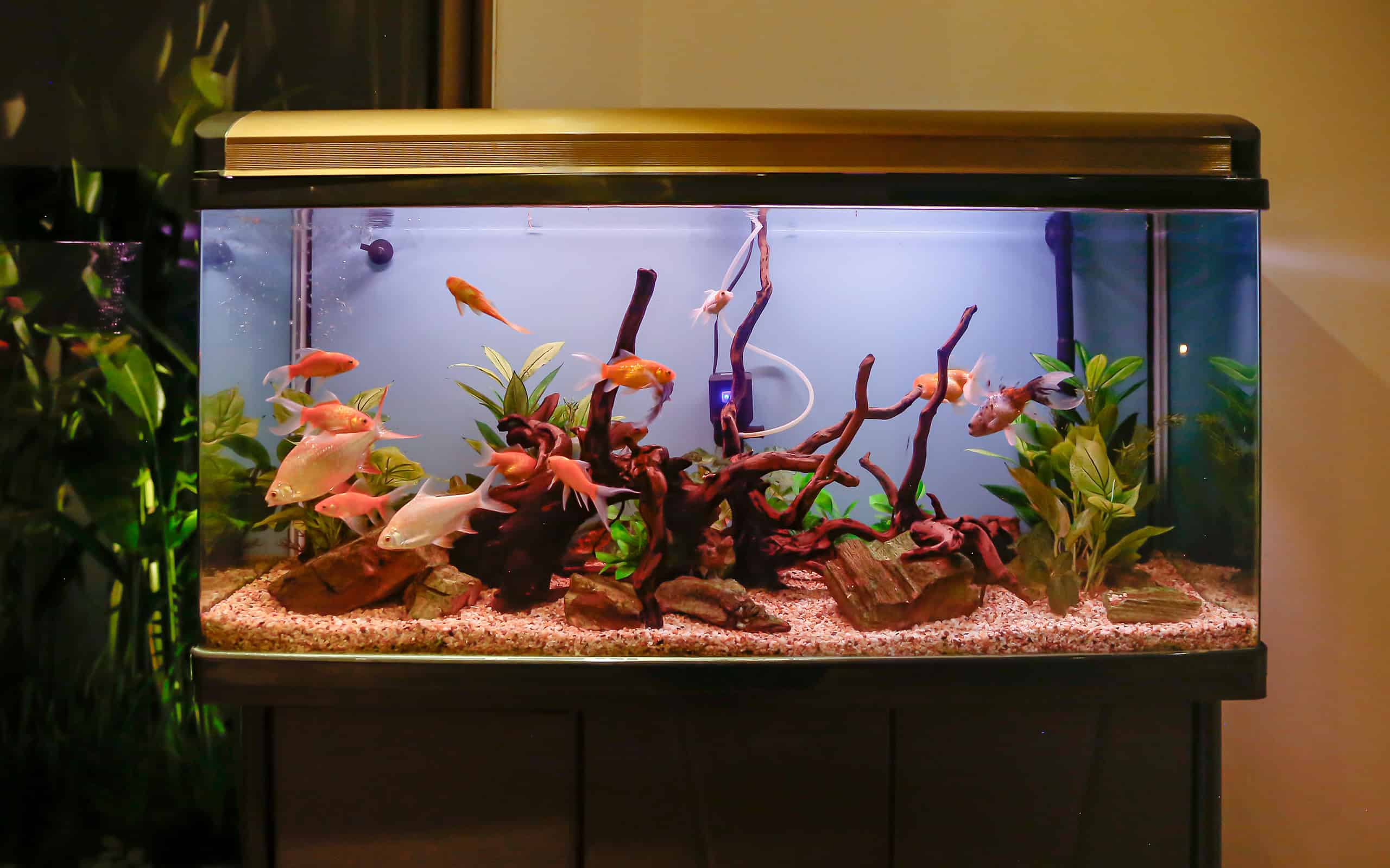 I was set on an aquarium in my house, but 6 red flags made me hit pause