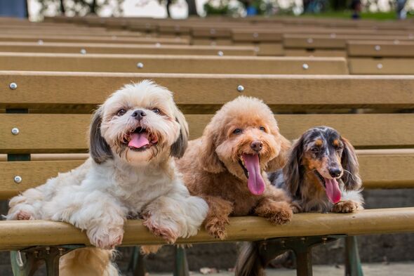Vet reveals the five dog breeds he would never own