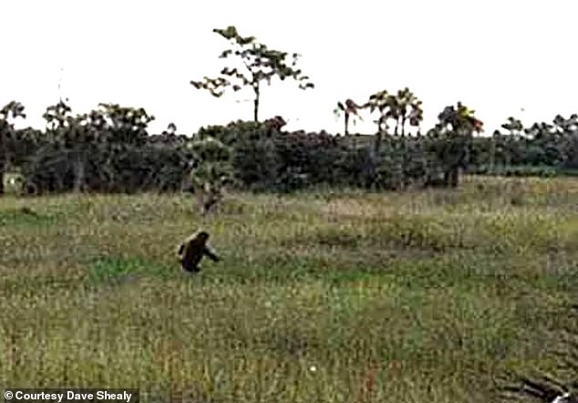 I've spent my life hunting a monster in the Everglades... here's the ...