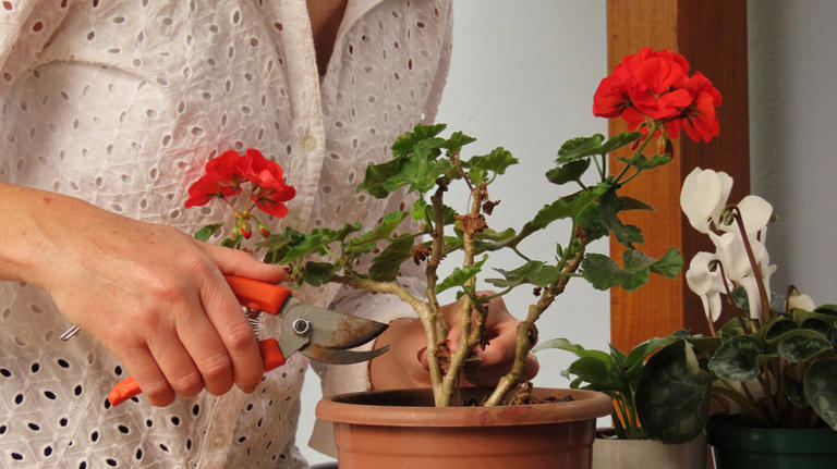 Take Cuttings From These 10 Outdoor Plants Before Winter Arrives ...