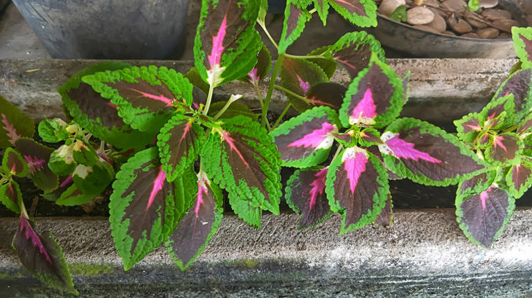 10 Best Plants To Grow In Containers