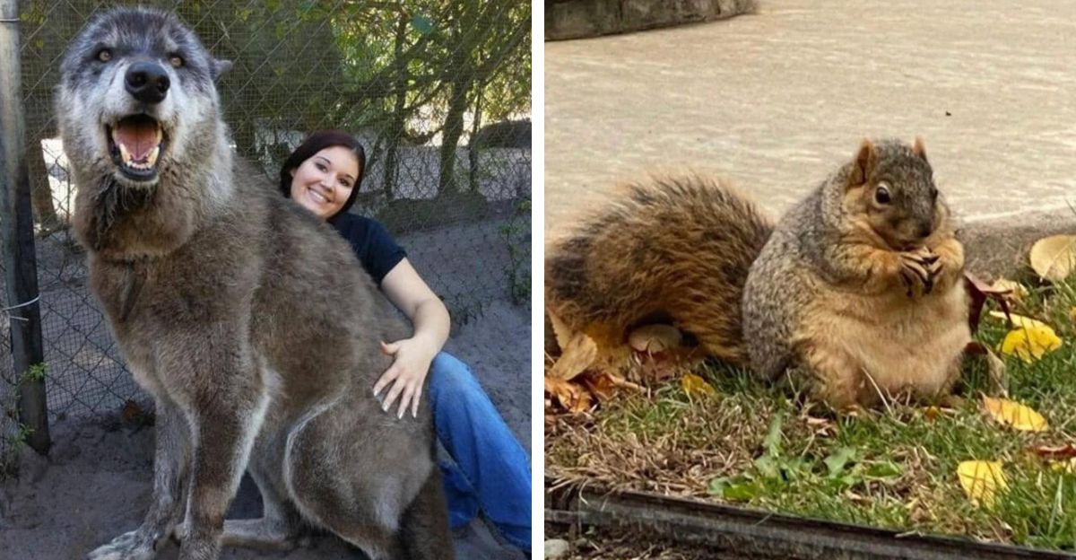 20 Absolute Units That Define The Word Cool