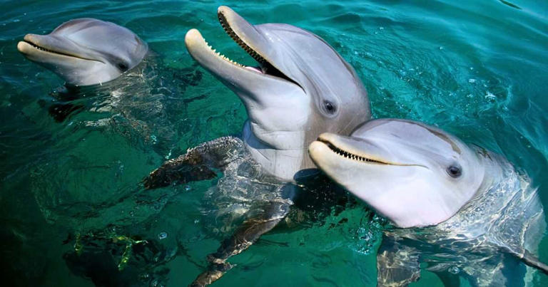 New study links Amazon lake's record 106°F temperature to mass dolphin ...