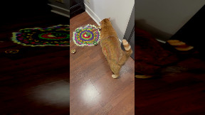 Ginger Cat Thought It’s Holi and Not Diwali