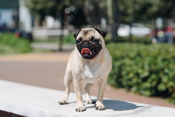 Vet reveals the five dog breeds he would never own