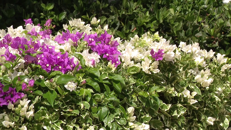 Florida Botanical Gardens offers a beautiful walk through the woods