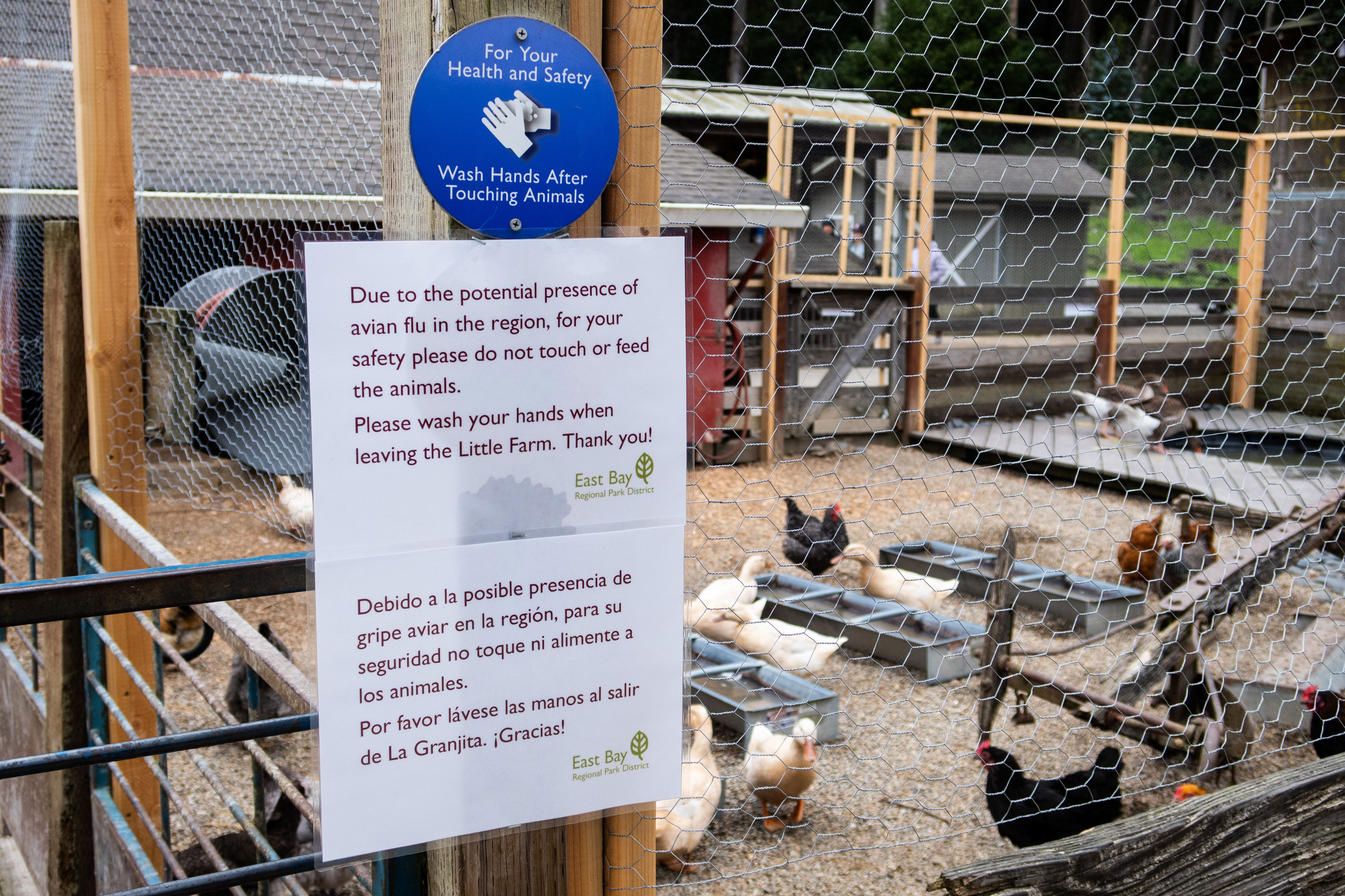 Rare bird flu strain detected in Washington state resident