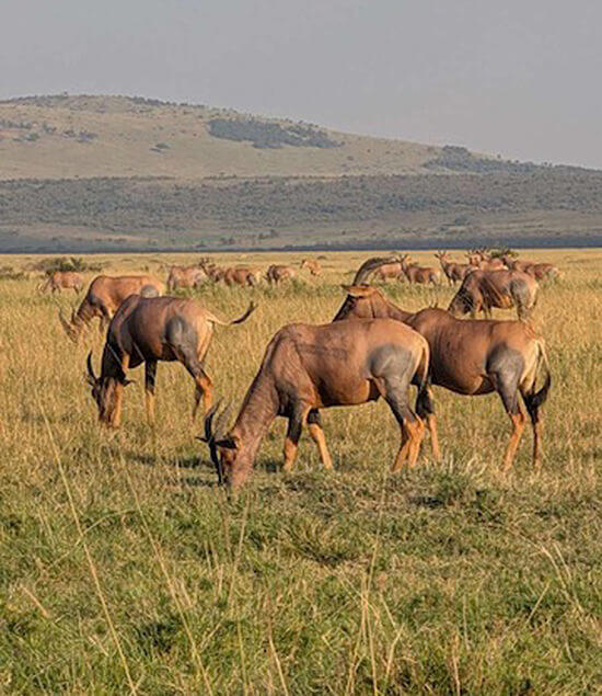 In search of the big 5 at Maasai Mara