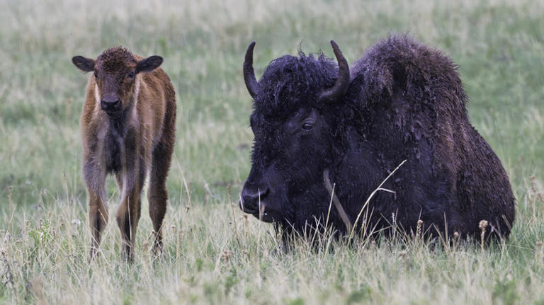 For Incredible Views Of Bison, Visit This Overlooked Midwest National Park