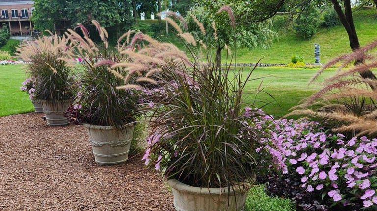 10 Best Plants To Grow In Containers