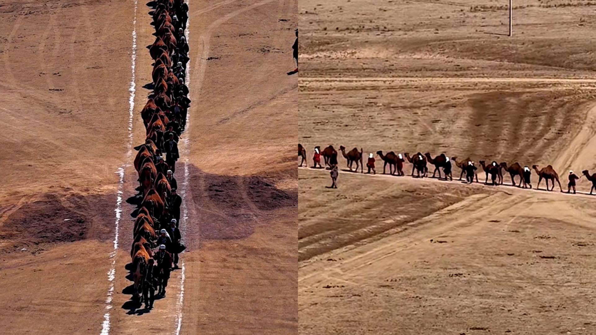 La più grande sfilata di cammelli a una gobba - 252 di Sydyk Daveltov ...