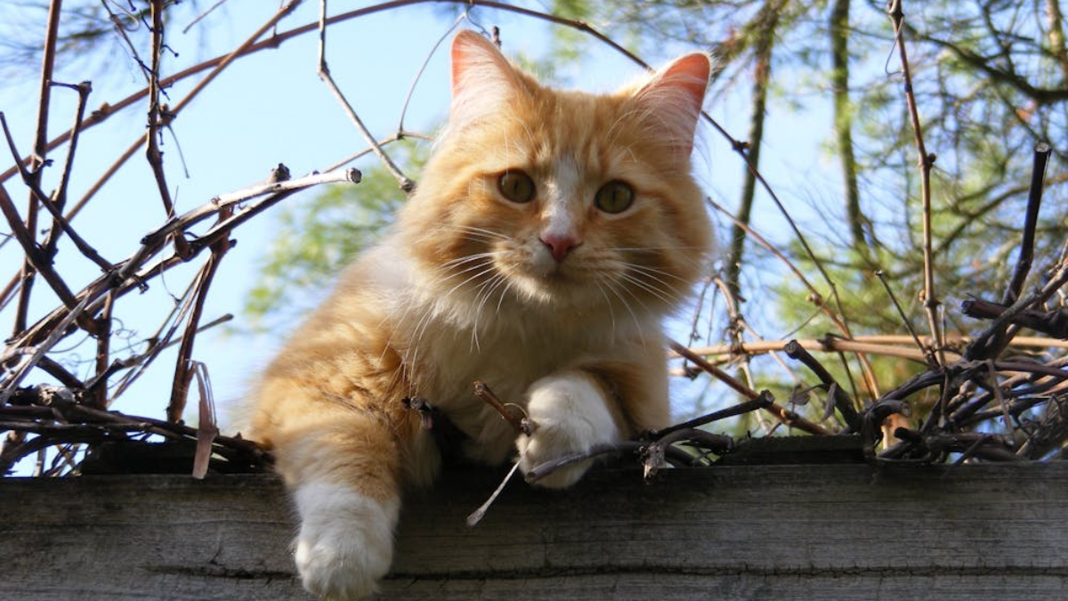 Why do orange cats act like the little agents of chaos everyone talks ...