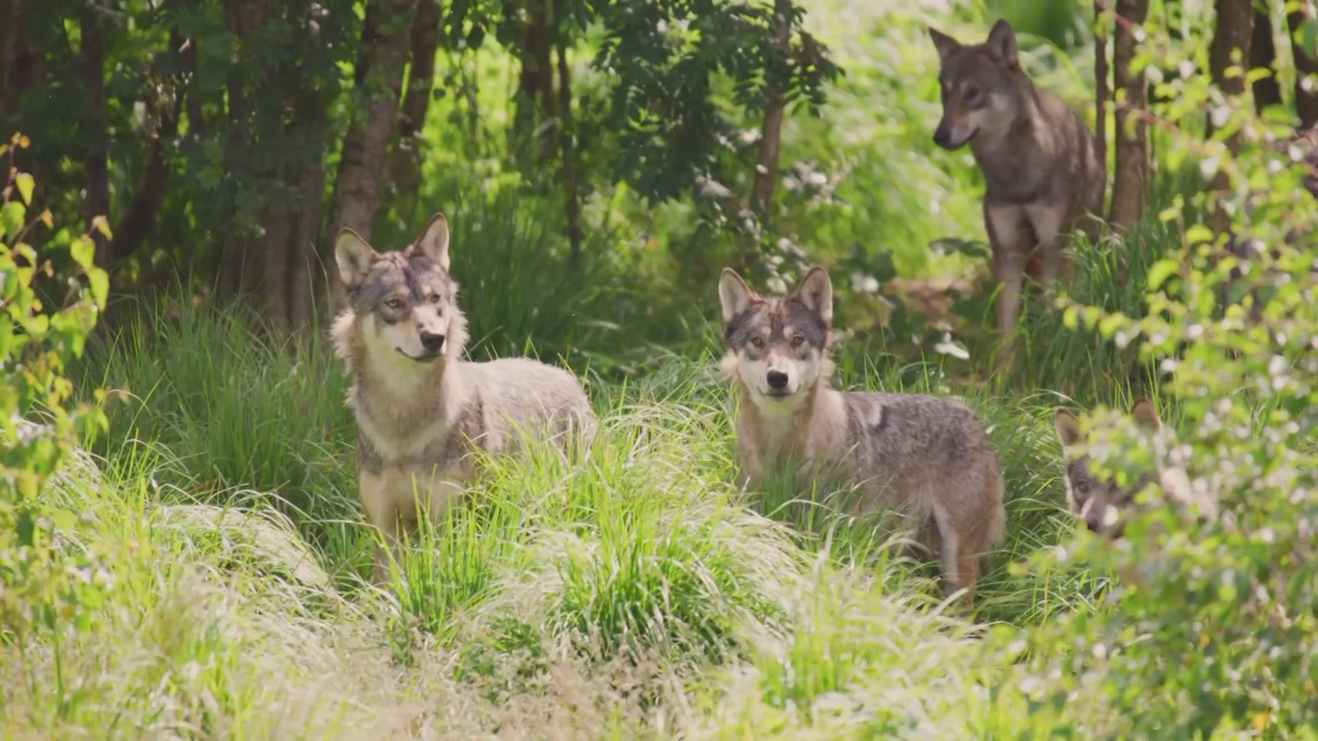 Future of gray wolves in Colorado uncertain as Washington state denies ...