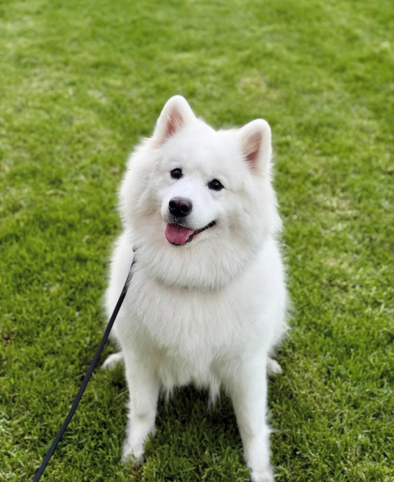 Liza Soberano falls in love...with cats